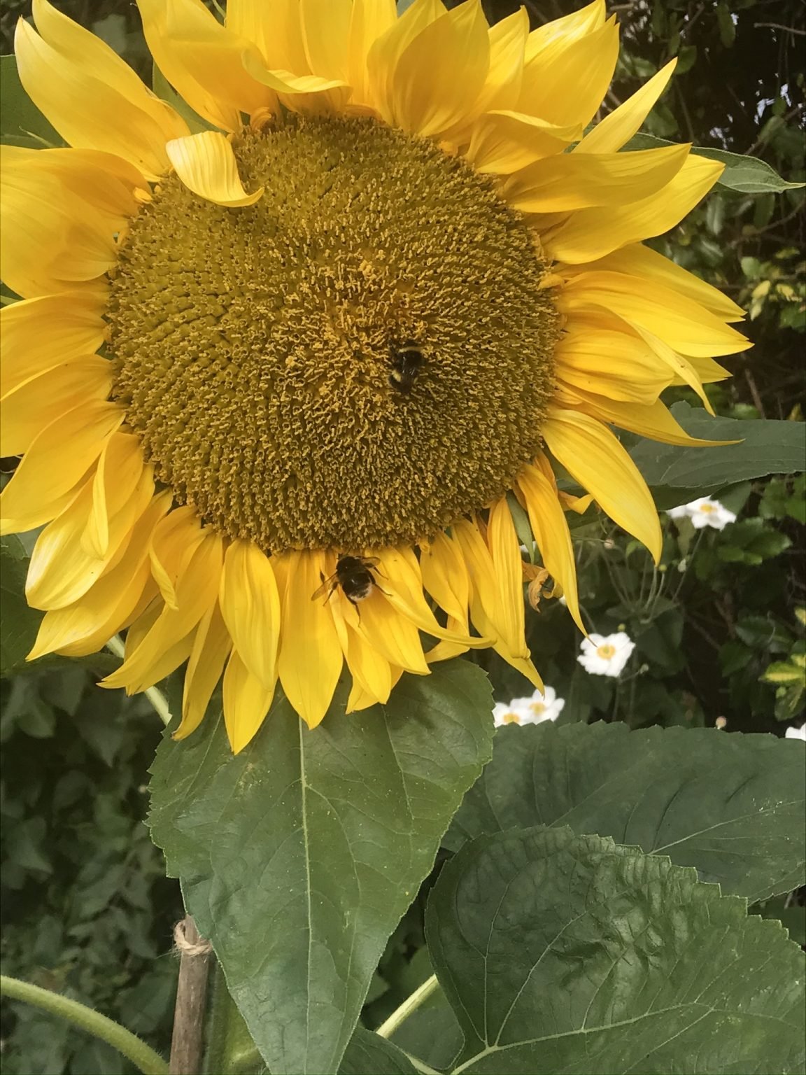 Events from June 22, 2025 – March 8 – Catcott Village Association